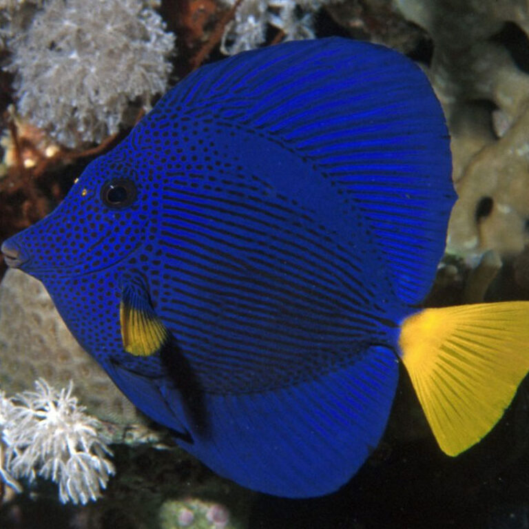 Explore the World’s Exotic Ornamental Fishes from Matsya Marine